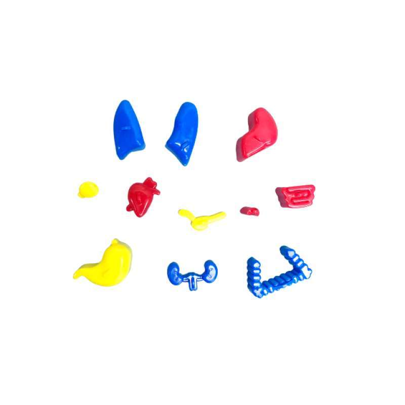 Jual Mainan Montessori Anatomi Tubuh Manusia Ilmu Kit Organ ...