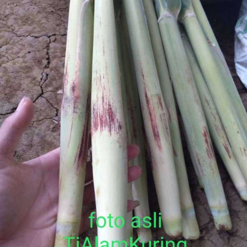 Jual Terubuk 500gr-turubuk- terubus- tiwu endog- tebu telor sayur lilin ...