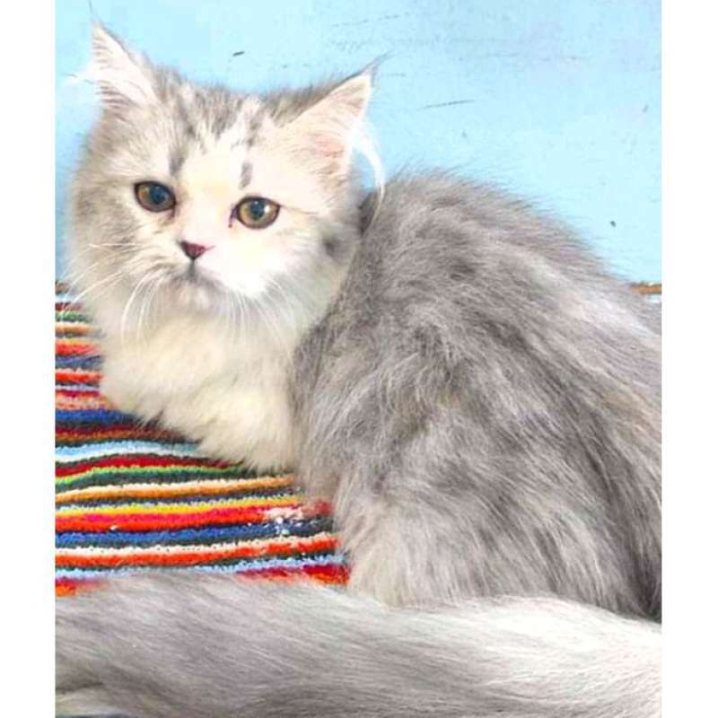 Kucing Persia Medium Putih