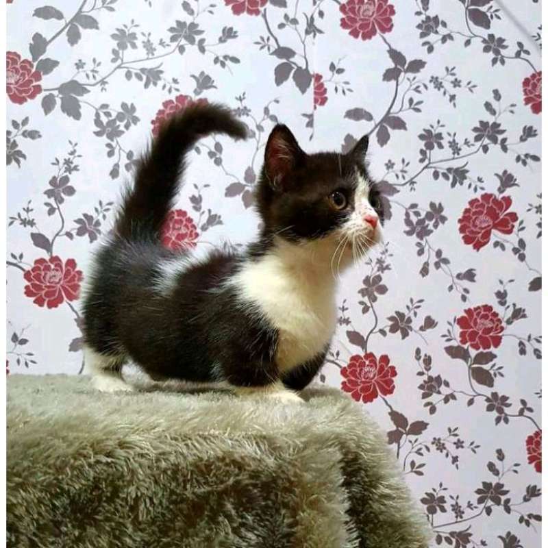 Kucing Persia Medium Putih