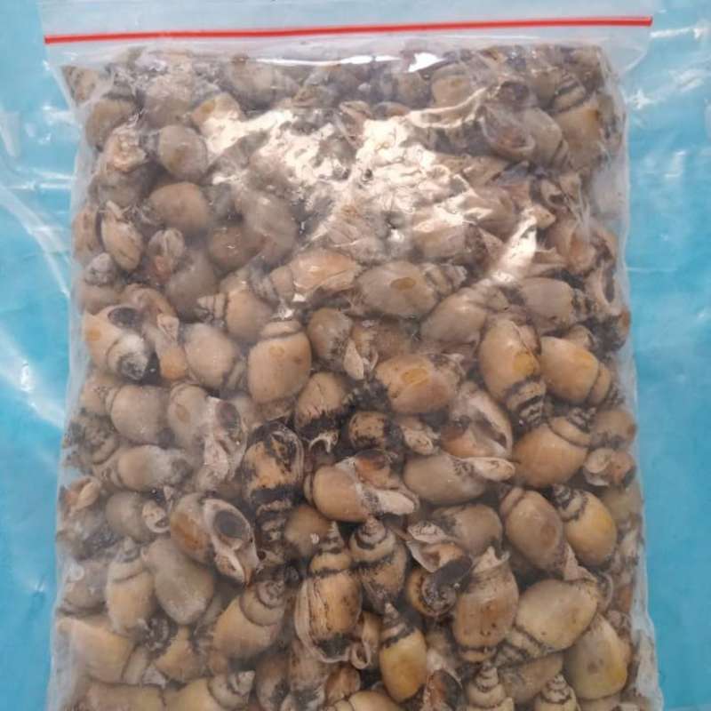Jual Siput O le kemasan 1kg di Seller Krakatau Frozen Food - Glugur ...
