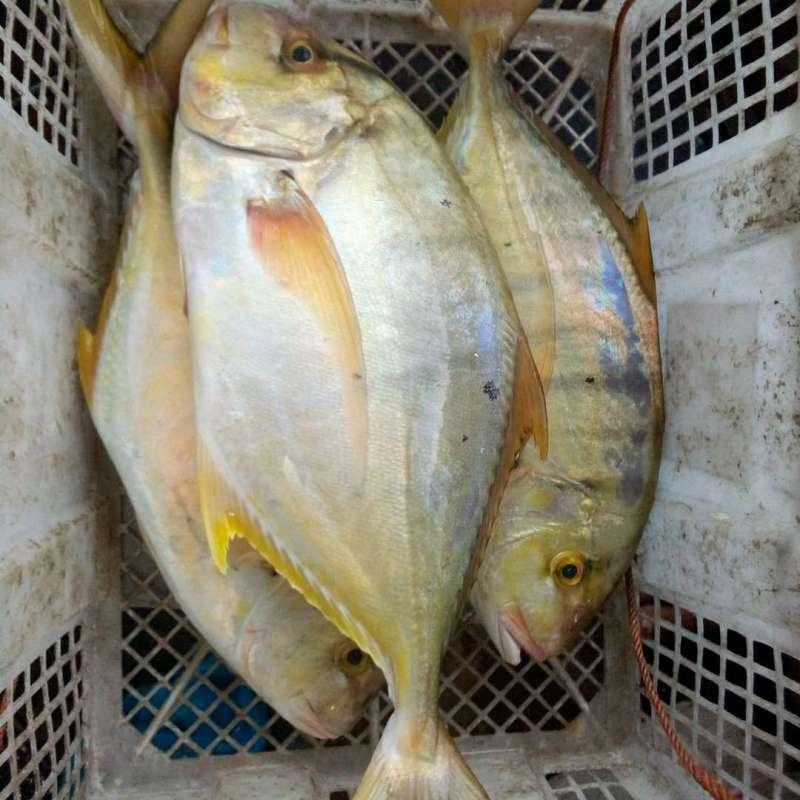 Jual Ikan Kuwe Macan Segar 1~Kilogram di Seller LapakIkan - Pluit, Kota ...