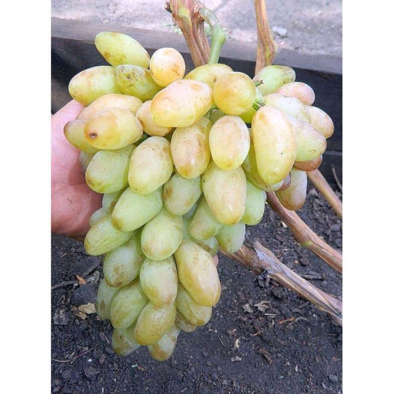 Promo Bibit Tanaman Buah Anggur Dixon Super Unggulan Diskon 10% Di ...