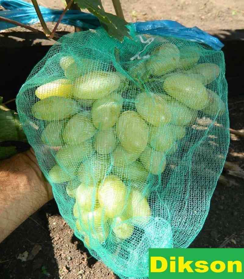 Promo Bibit Tanaman Buah Anggur Dixon Super Unggulan Diskon 10% Di ...