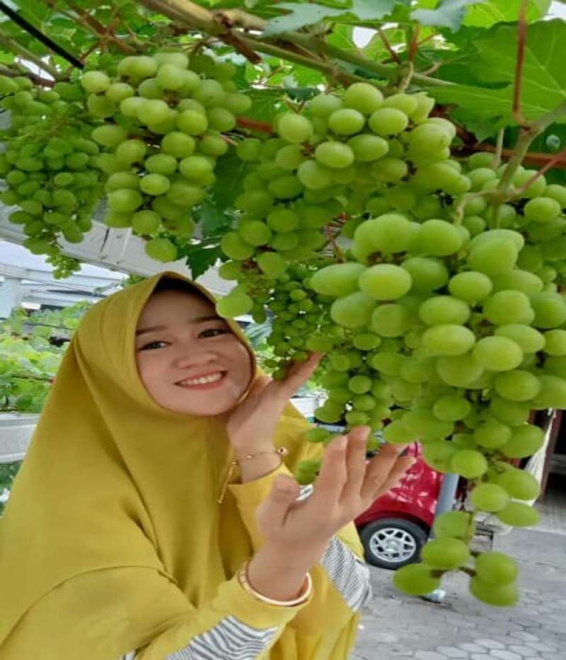 Promo Bibit Anggur Import Transfigurasi Gampang Berbuah Di Indonesia ...