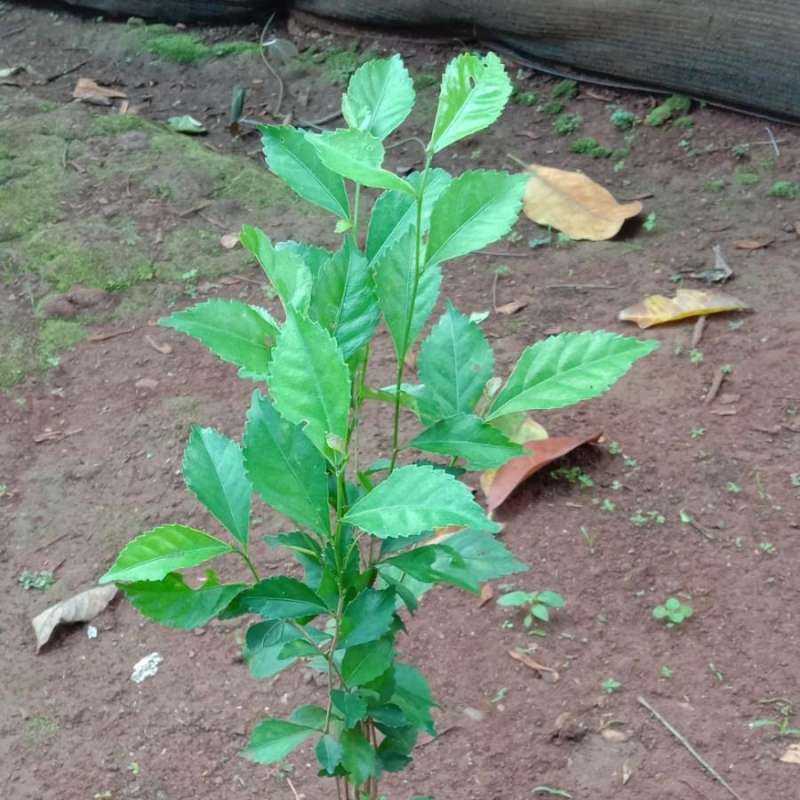 Jual Tanaman Hias Pohon Teh Tehan di Seller Abdistoretanamann - Sasak ...