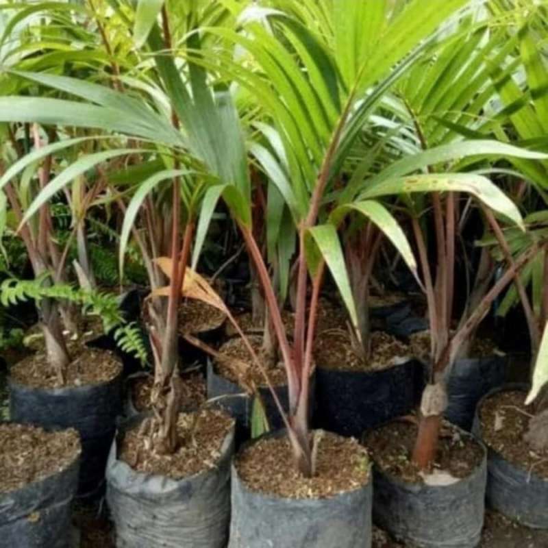 Jual Pohon Palem Botol - Bibit Tanaman Hias Pohon Palem Botol di Seller ... Jual Pohon Palem Botol - Bibit Tanaman Hias Pohon Palem Botol di Seller ...