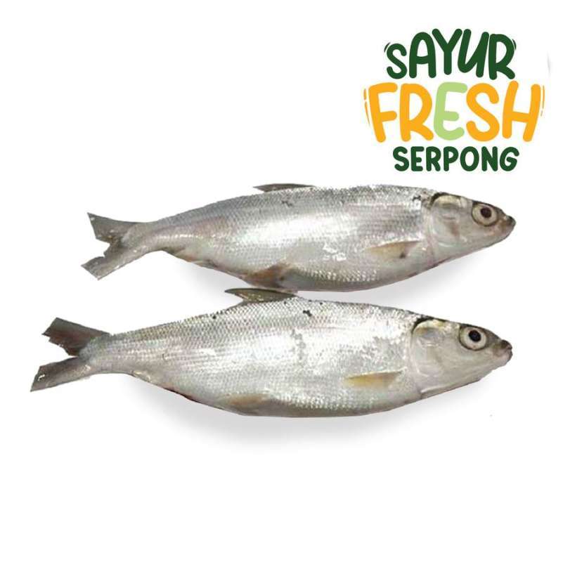 Jual Ikan Bandeng Segar - Per Ekor 500 Gram di Seller SAYUR FRESH ...