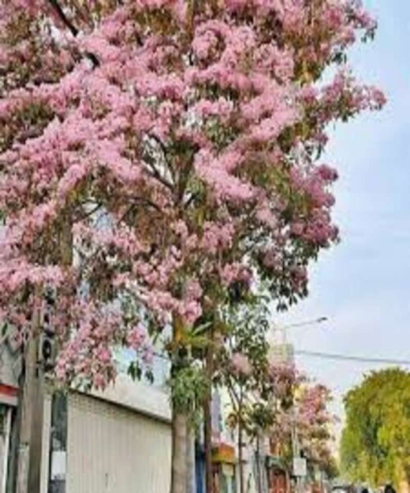 Promo Paket 4 Benih Pohon Bunga Tabebuya Siap Tanam Diskon 56% di ...