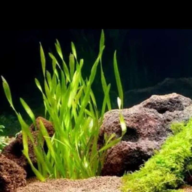 Jual Vallisneria Spiralis Torta | Aquatic Plants Aquascape Rumput Air ...