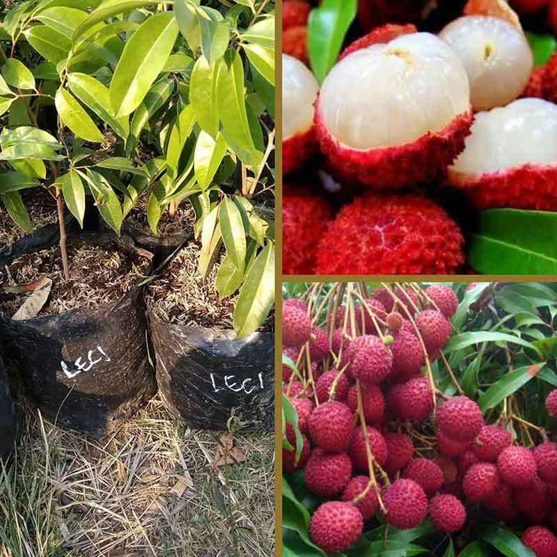 Bibit Pohon Leci