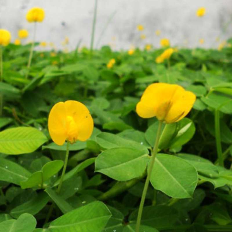 Promo Bunga Arachis Pintoi (kacang Kacangan) Diskon 1% Di Seller Grosir ...