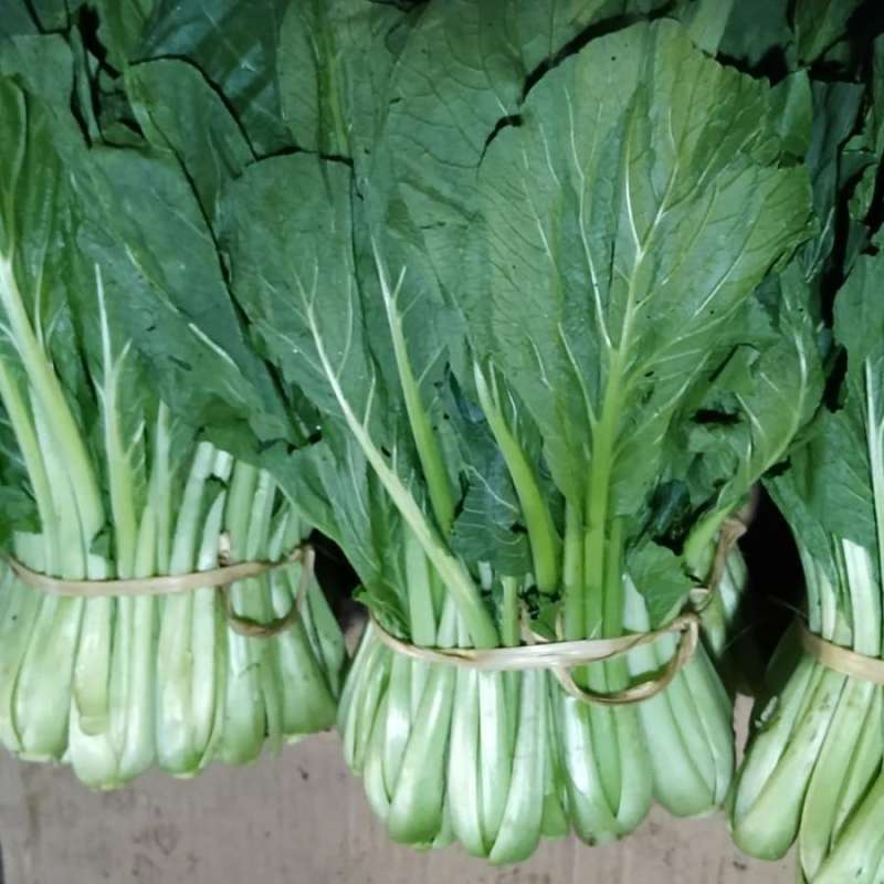 Jual Sawi Hijau / Caisin Segar / Sosin Segar 500gr Di Seller Suplier ...