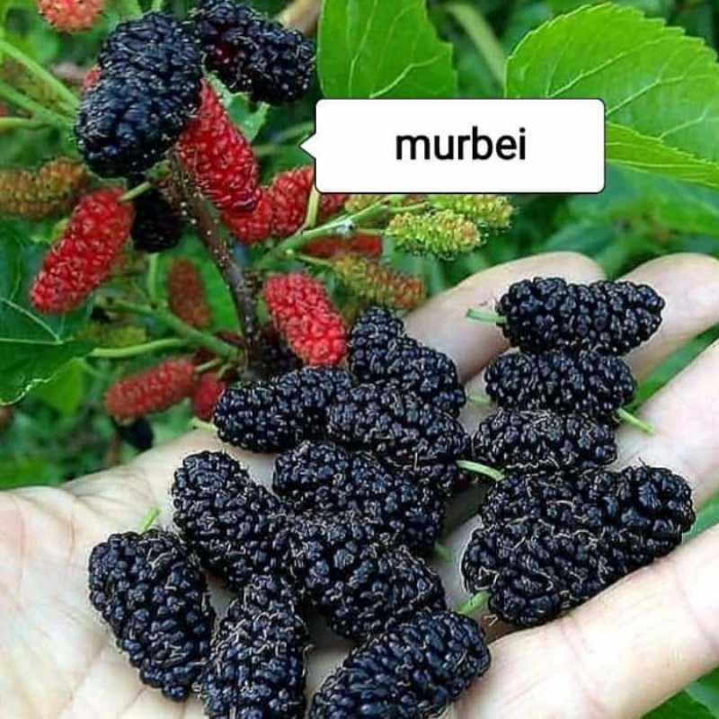 Pohon Murbei Jumbo