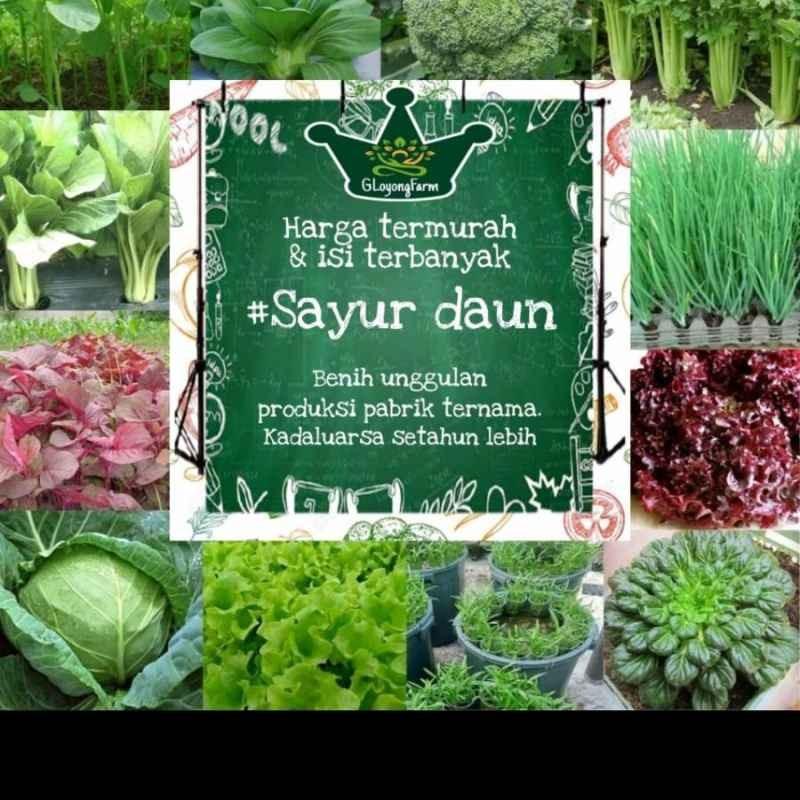 Jual Daun Selada 1 Kg Termurah - Harga Grosir Terupdate Hari Ini | Blibli