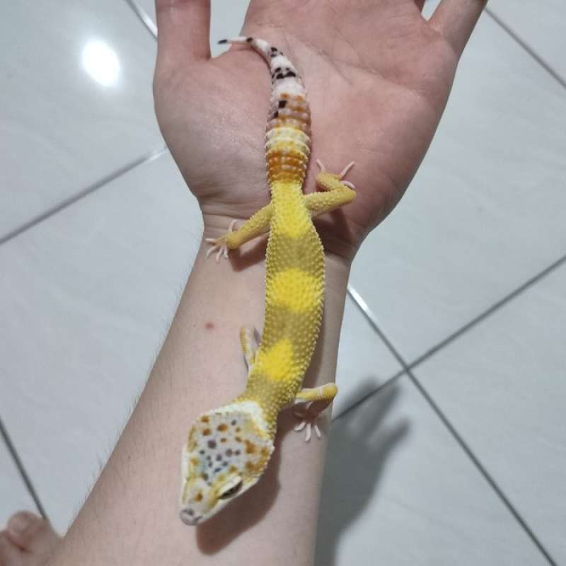 Promo Leopard Gecko Mack Snow Lemon Frost Het Tremper Juvenile Female ...