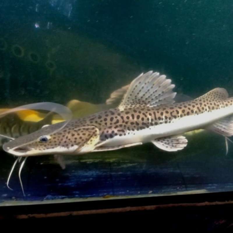 Leopard Shovelnose Catfish