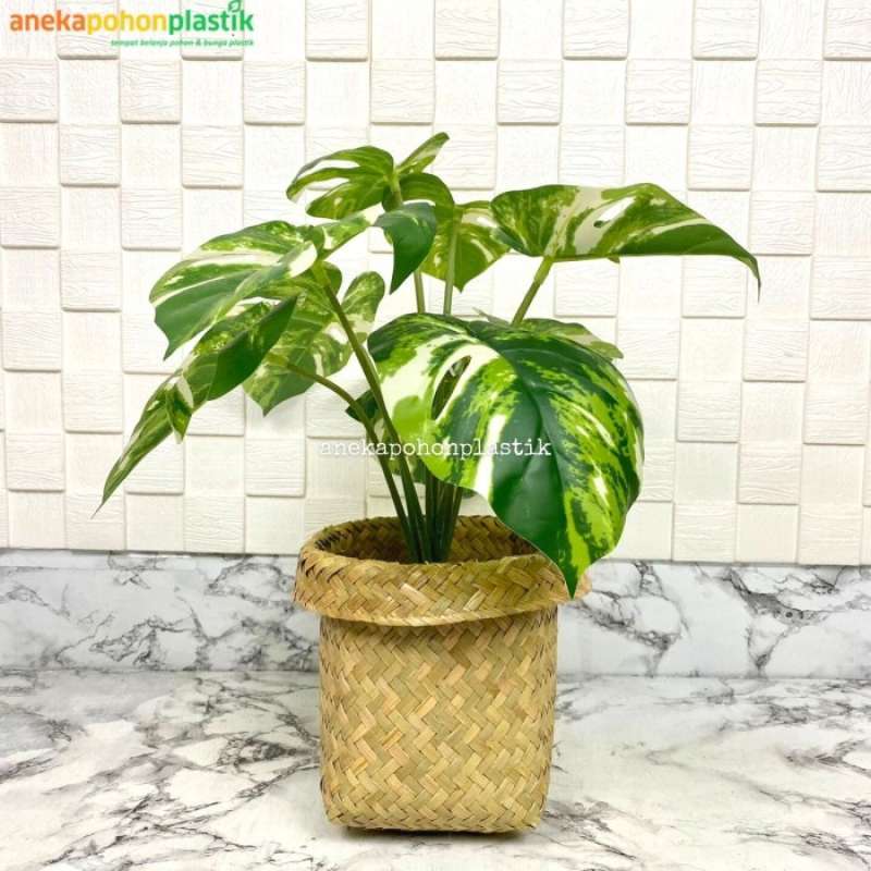 Jual Tanaman Daun Monstera Variegata X9 Semi Latex Pot Melamine Cover ...