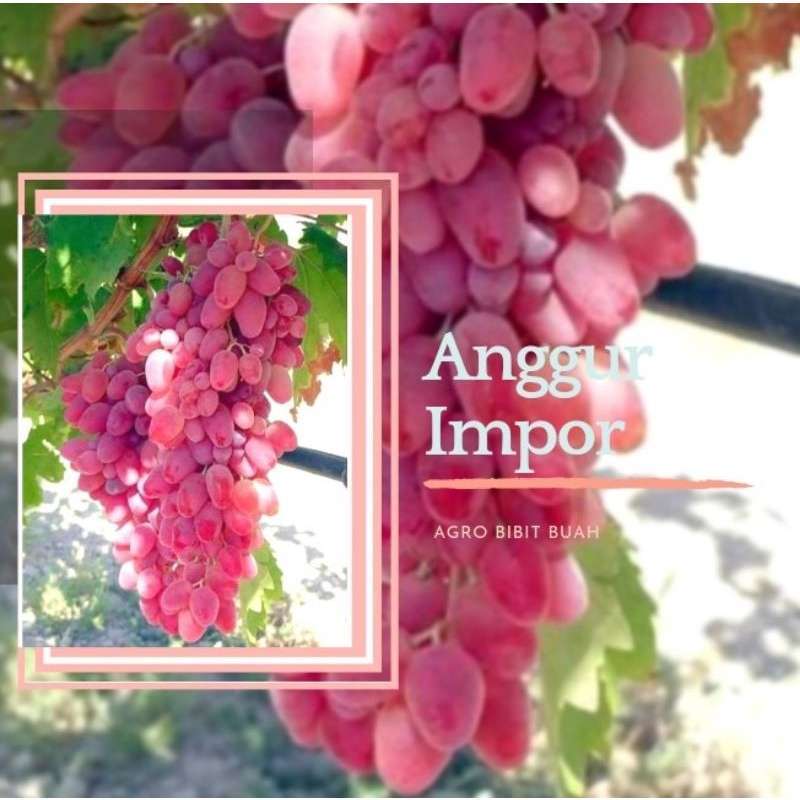 Promo Ready Tanaman Anggur Imporr Varietas Red Romaince - Stek Batang ...