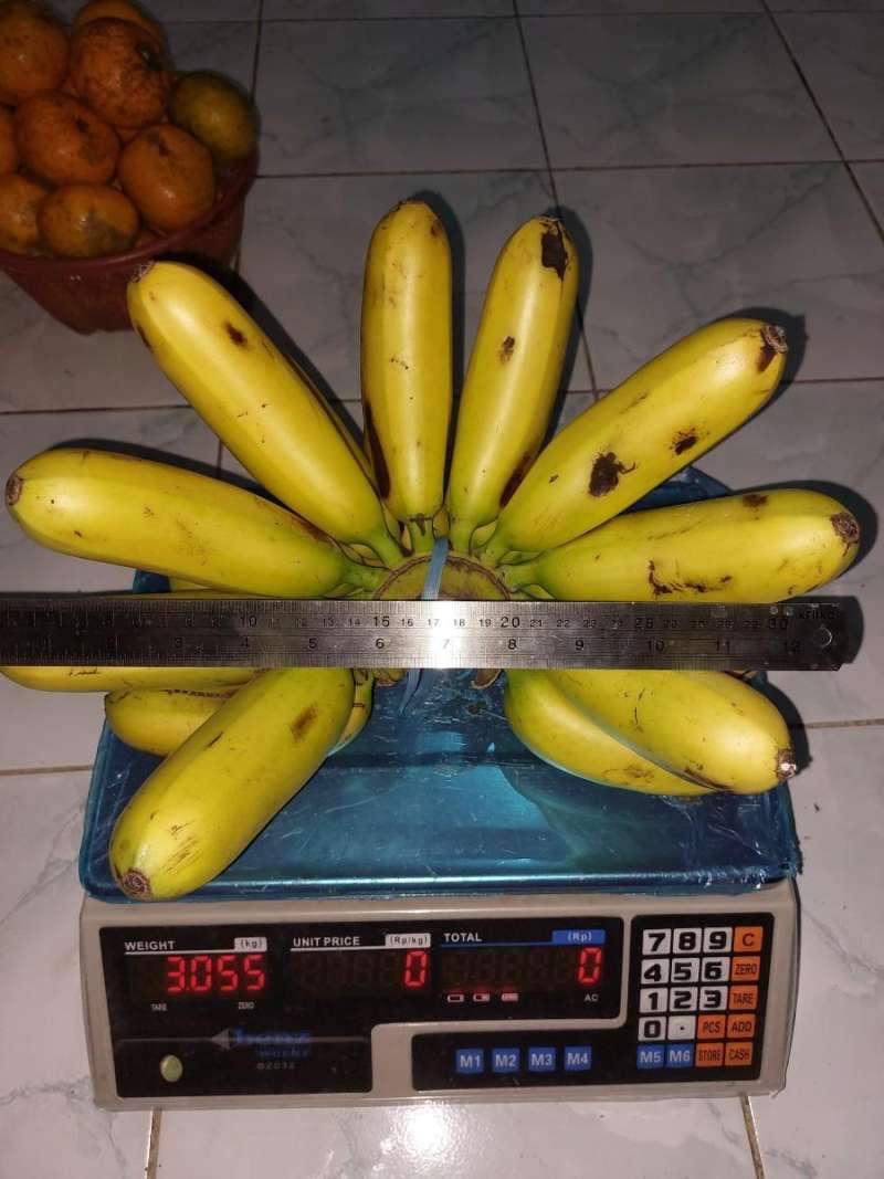 Jual Buah Pisang Mas Super JUMBO XXL di Seller CMF Shop - Kota Semarang ...