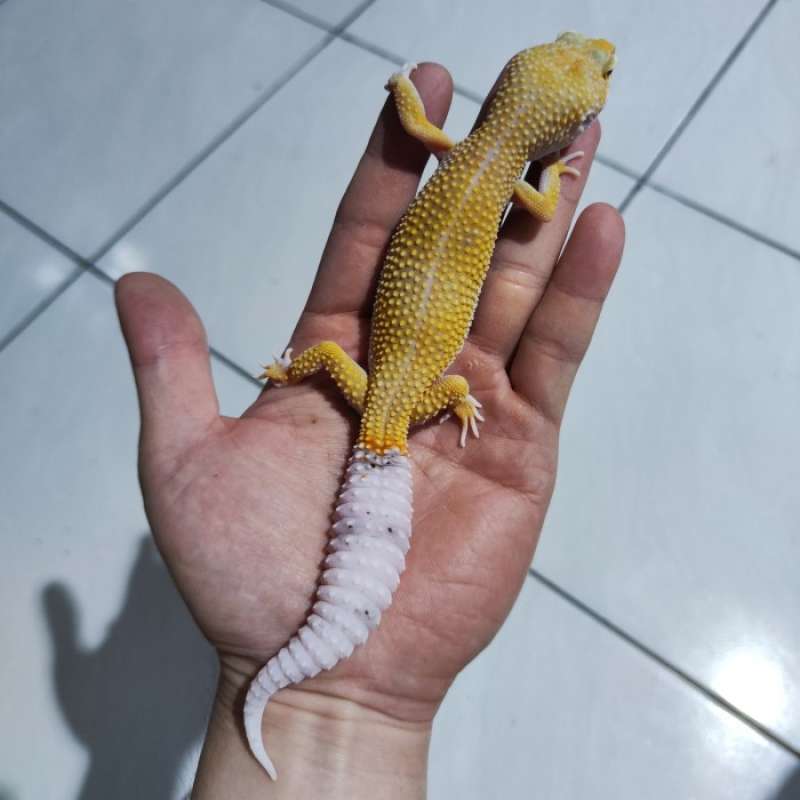 Tangerine Enigma Leopard Gecko