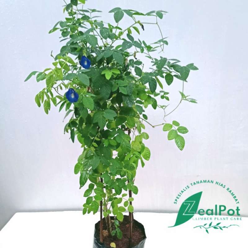 Jual Tanaman Rambat Bunga Telang di Seller home applypart - Cengkareng ...