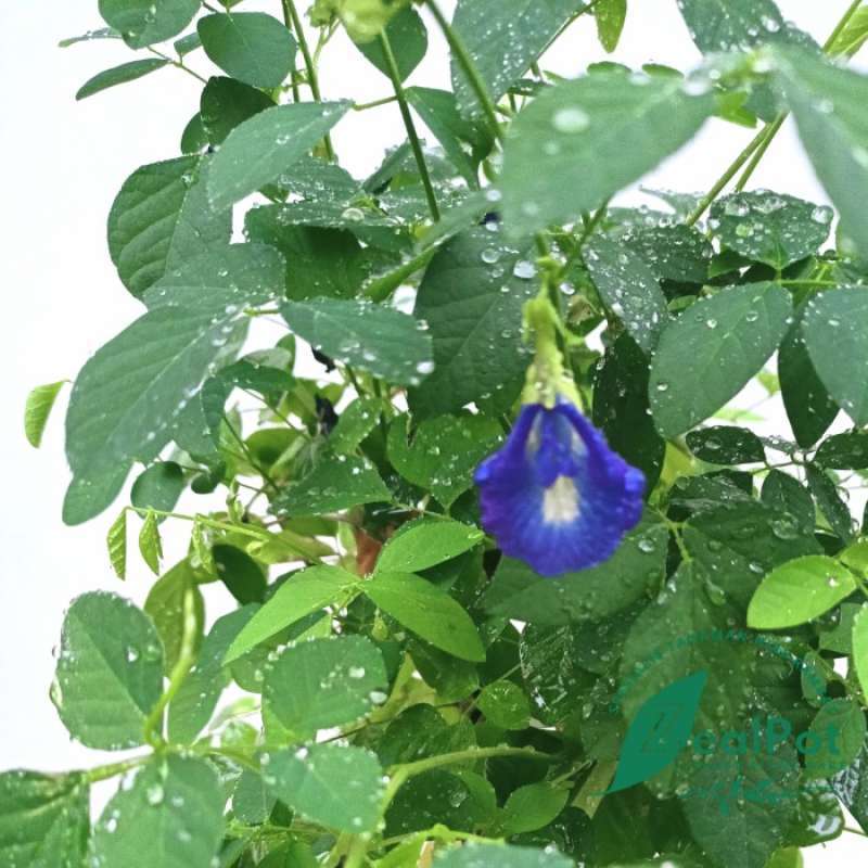 Jual Tanaman Rambat Bunga Telang di Seller home applypart - Cengkareng ...