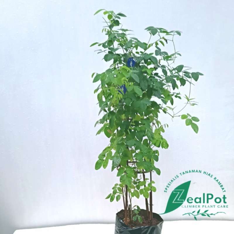 Jual Tanaman Rambat Bunga Telang di Seller home applypart - Cengkareng ...