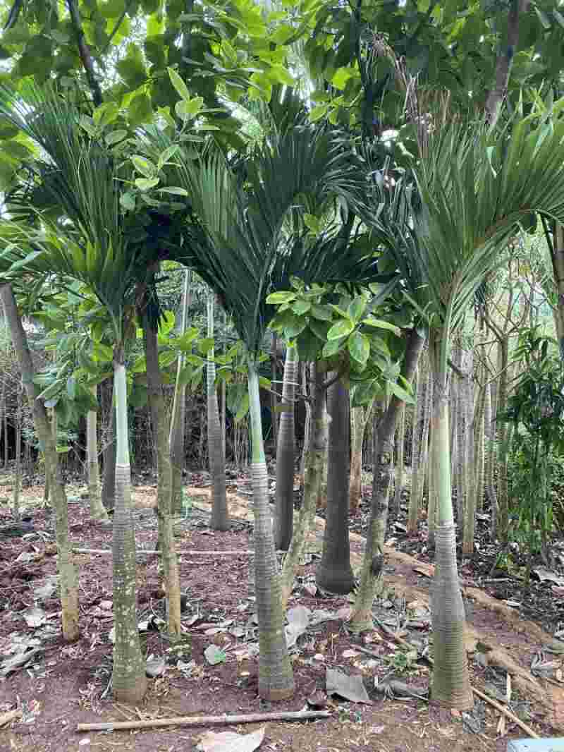 Promo Palem Putri Tinggi 2 Meter Diskon 14% di Seller home applypart ...