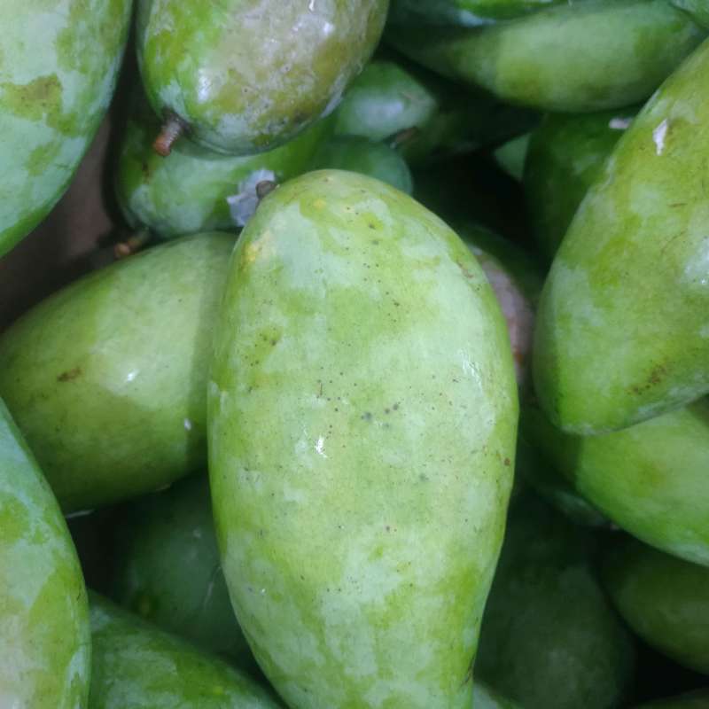 Jual Mangga Kiojay 1kg Mangga Kojay 1kg Halal di Seller Clarif_jaya ...