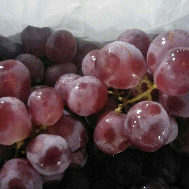 Promo Bravo Ibaza Anggur Merah Red Globe Australia Buah [500 G] Diskon ...