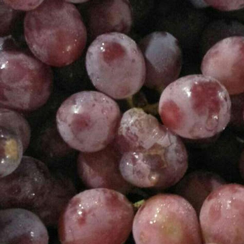 Promo Bravo Ibaza Anggur Merah Red Globe Australia Buah [500 G] Diskon ...