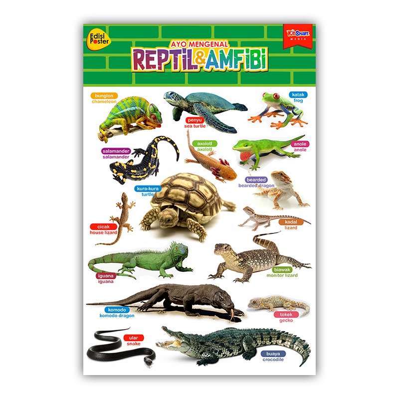 Jual Delia Poster Edukasi Anak – Ayo Mengenal Reptil & Amfibi di Seller ...