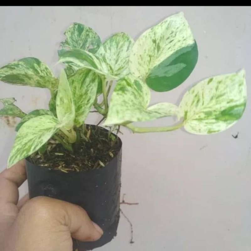 Jual Sirih Gading Varigata Di Seller Leny Plant - Maleer, Kota Bandung ...