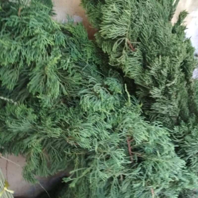 Jual Daun Natal Cemara Pua Pua Potong di Seller The Promenade - Serua-2 ...