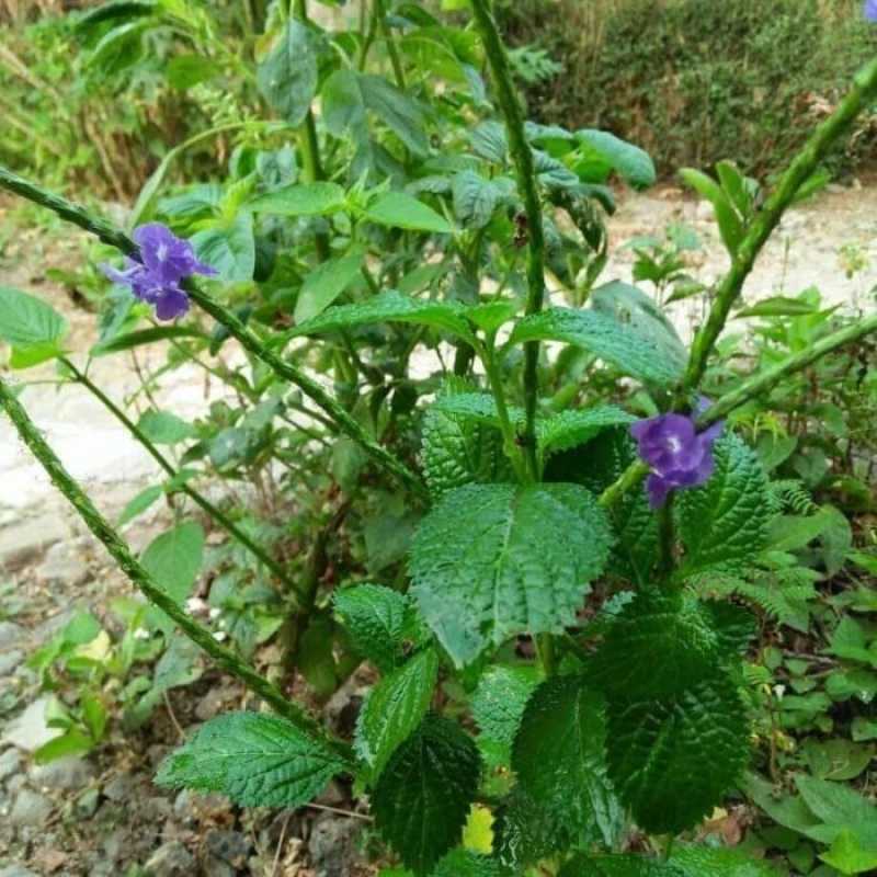 Jual Daun Pecut Kuda - Obat Amandel Alami Sangat Manjur di Seller ...