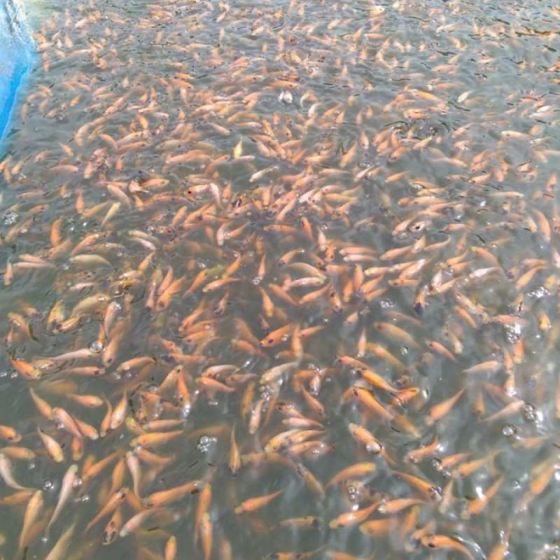 Jual Ikan Mas Pakan Hidup 1 Liter di Seller DENTA PET SHOP - Kalibata ...