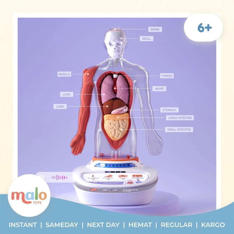 Jual Malotoys - Science Can Human Body Anatomy My Body Voice Pedia Anatomi Tubuh Sciencecan ...