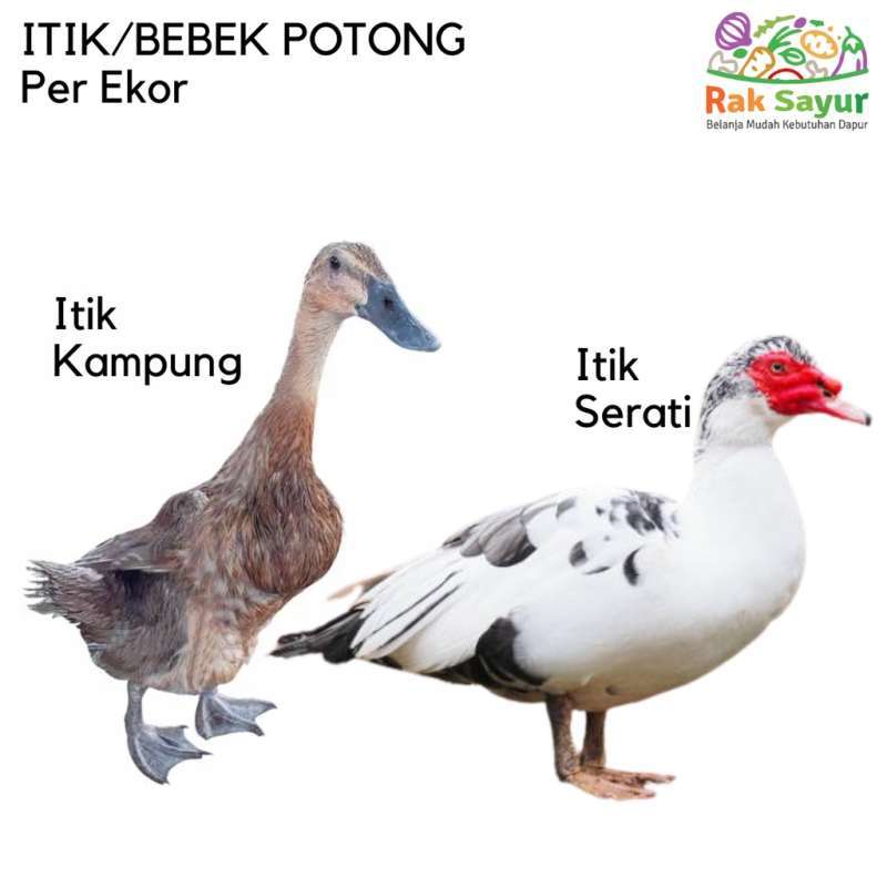 Jual Bebek/itik Potong Per Ekor Itik Kampung Dan Serati Rak Sayur Padang Pasar Online Murah ...