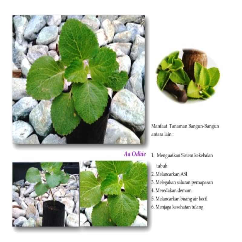 Promo Tanaman Daun Bangun-Bangun Raja Bangun Coleus Aromaticus Hias ...