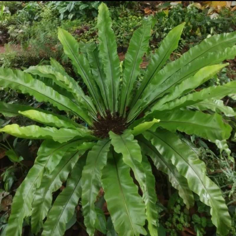 Jual tanaman kadaka jumbo 💯 Harga Murah & Kualitas Terbaik Desember 2024