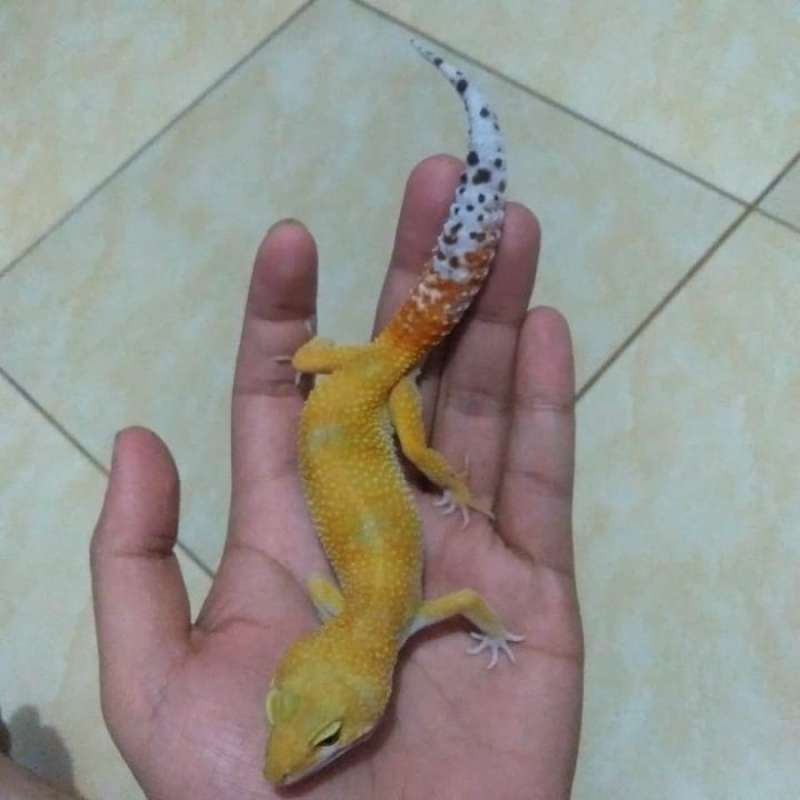 Promo Leopard gecko male SHTCTB/gecko male Diskon 33% di Seller ...