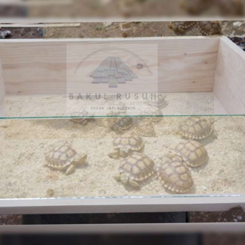 Promo kandang kura kura darat box kura kura sulcata Diskon 33% di ...