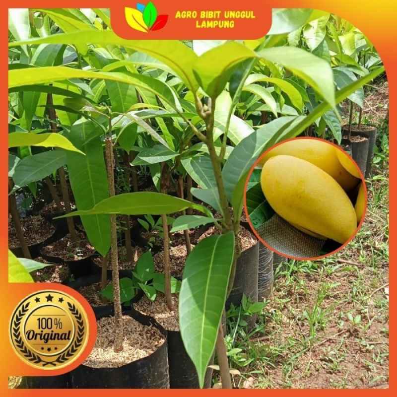 Promo Bibit Mangga Cokanan Asli Tanaman Okulasi Cepat Berbuah Diskon 8% ...