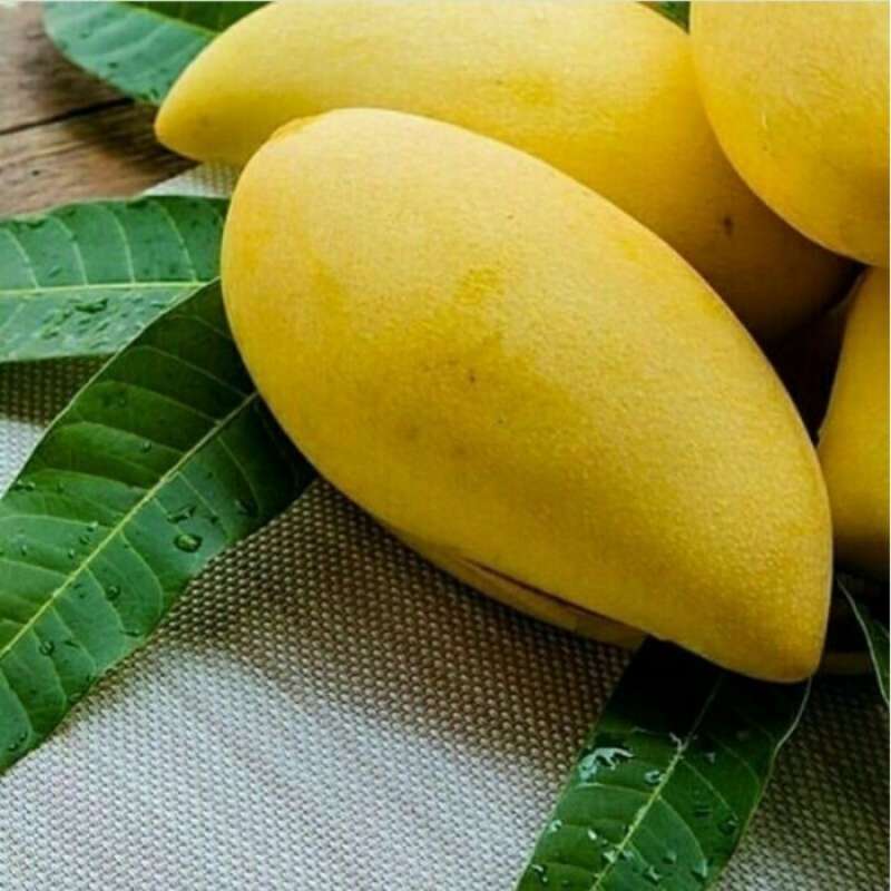 Promo Bibit Mangga Cokanan Asli Tanaman Okulasi Cepat Berbuah Diskon 8% ...