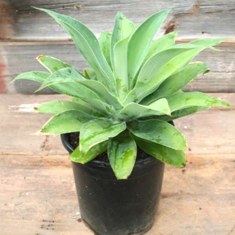 Promo Tanaman Agave Attenuata / Agave / Agave Foxtail Diskon 23% di Seller AJ_store ...