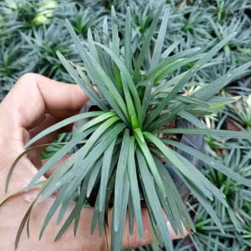 Promo Paket Murah 100 Pohon Tanaman Kucai Mini – Tanaman Rumput Kucai ...