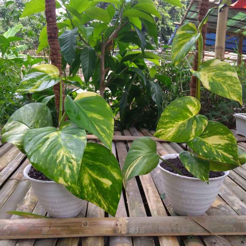 Jual Tanaman hias gantung sri gading kuning sirih srigading di Seller ...