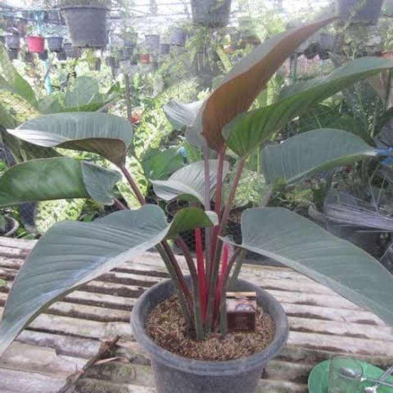Jual Tanaman Hias Philodendron Red Congo Mini- Philo Red Chongo Mini Di ...