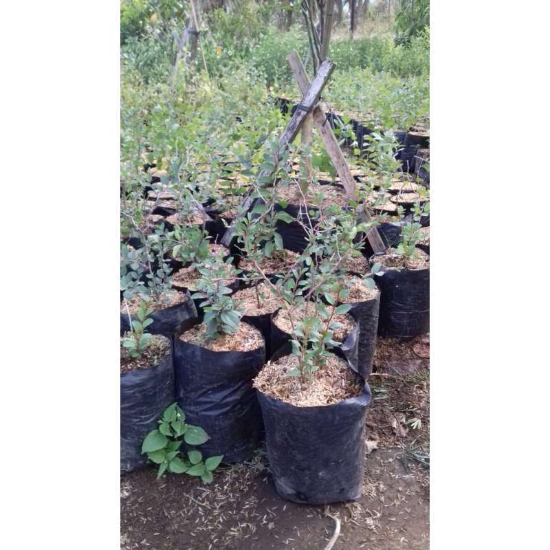 Jual Garam Rukyah 💯 Harga Murah & Kualitas Terbaik Februari 2025